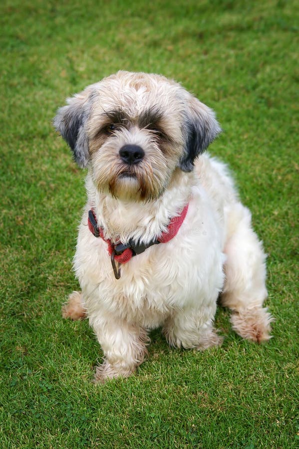 Shitzu dog stock photo. Image of boredom, expression, nature - 9353022