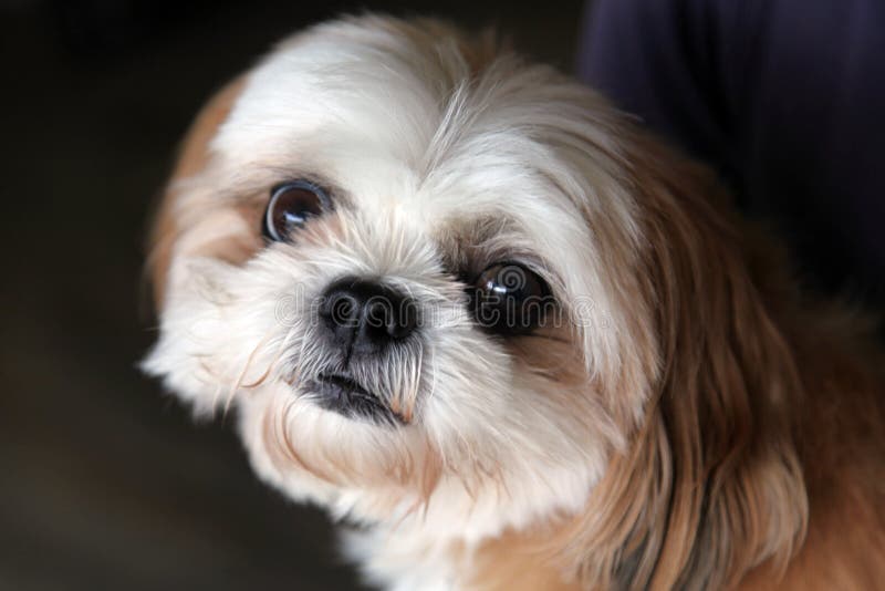 Shitzu stock image. Image of commands, companion, viewer - 53699427