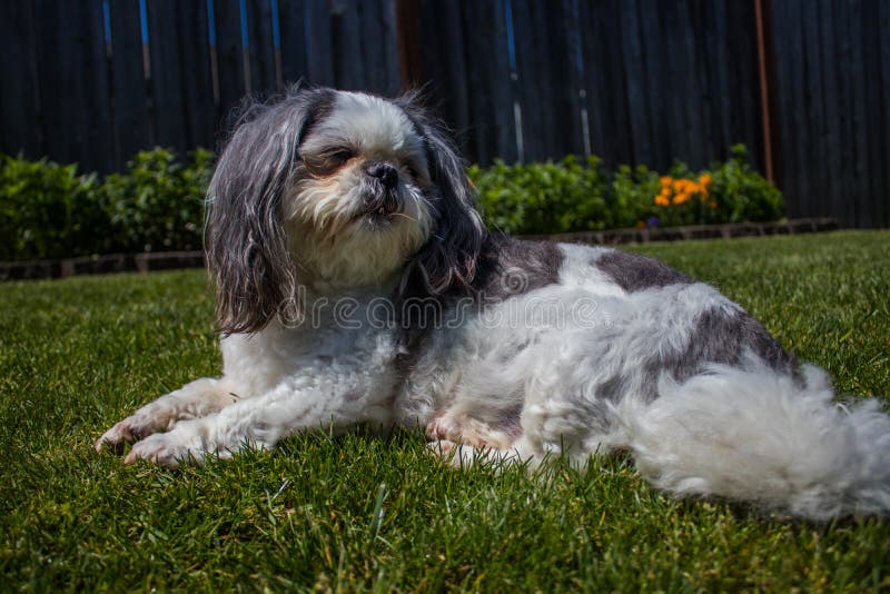 Shitzu stock image. Image of domestic, companion, puppy - 121599741