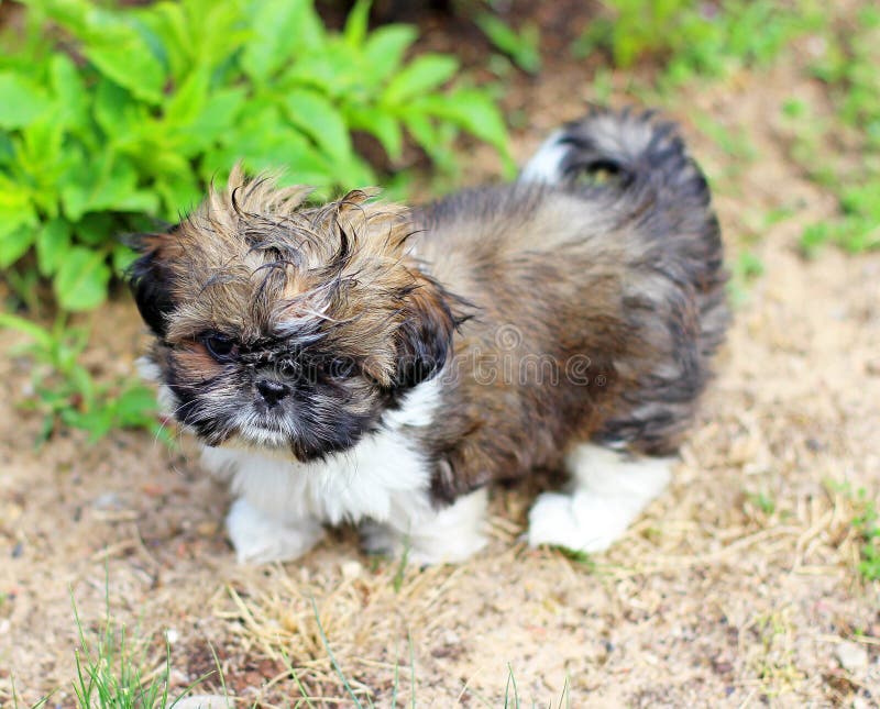 Shitzu puppy stock photo. Image of hairy, bark, park - 42022656