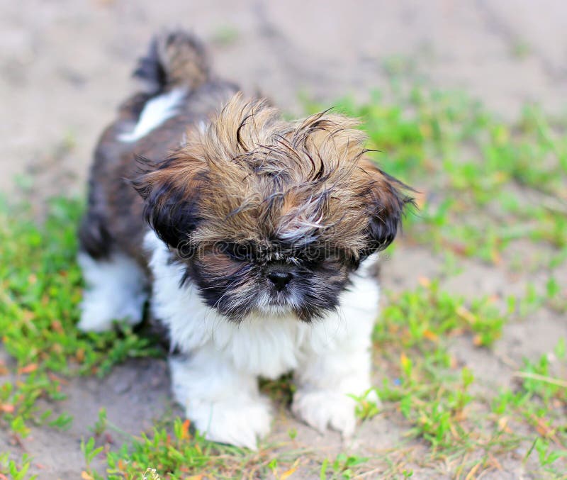 Shitzu puppy stock photo. Image of brown, canine, canines - 13419352
