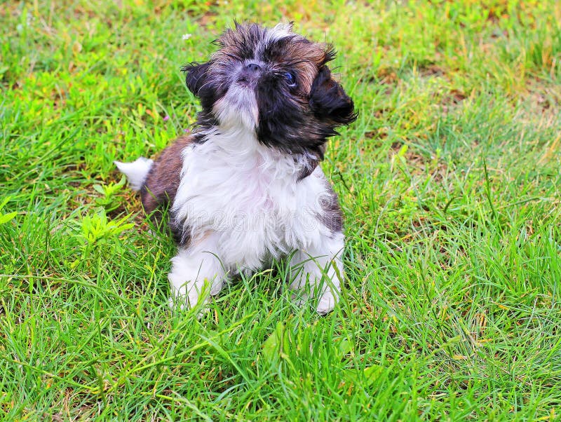 Soft Cute Miniature Schnauzer Puppy Dog Playing Field Long Grass Stock ...
