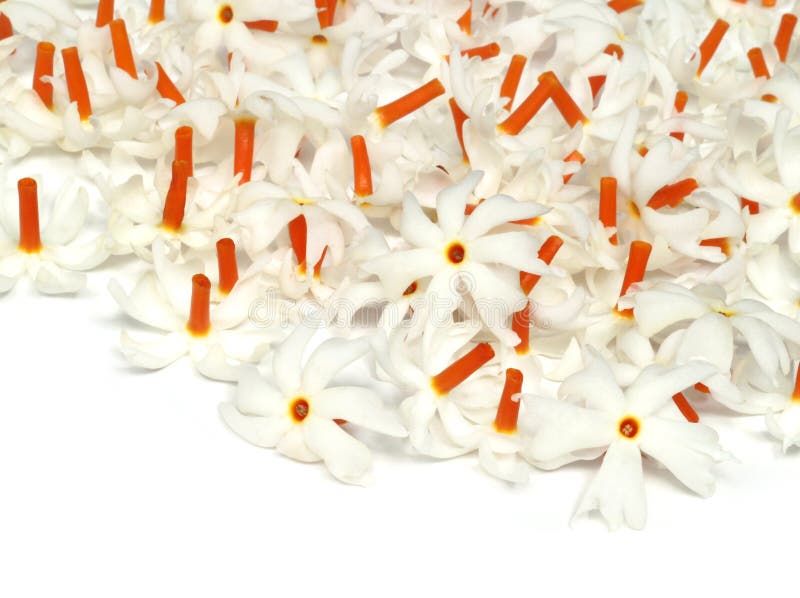 Shiuli flower stock photo. Image of pretty, orange, myth - 16556658