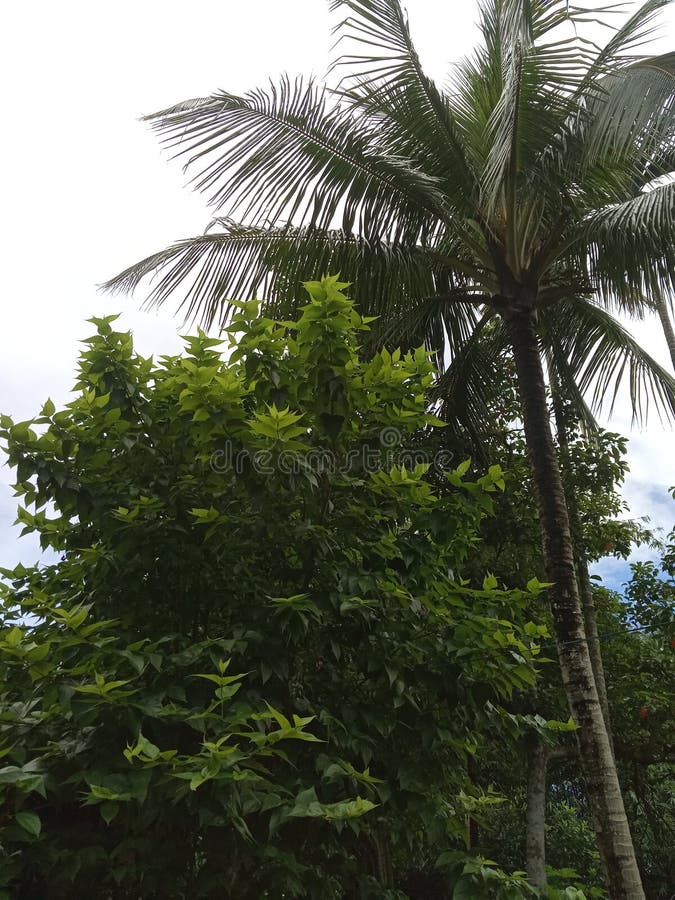 240 Shiuli Stock Photos - Free & Royalty-Free Stock Photos from Dreamstime