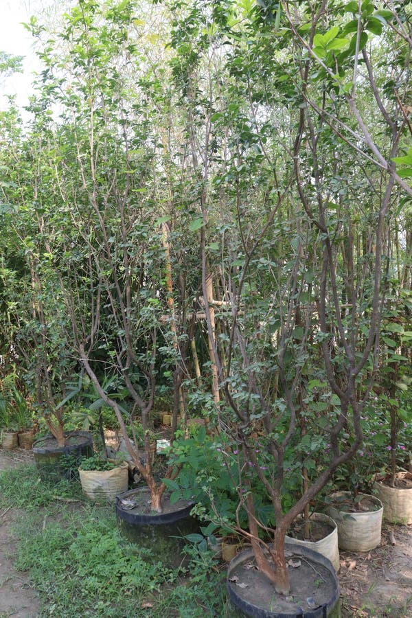 Shiuli Flower Stock Photos - Free & Royalty-Free Stock Photos from ...