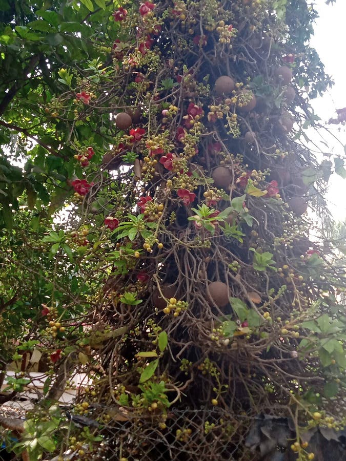 Shiv tree in mumbai stock image. Image of flower, produce - 198223405