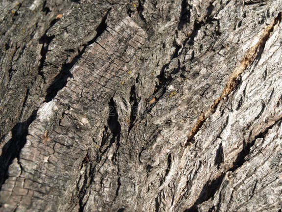 Shiver my timbers stock photo. Image of silver, wood - 13527574