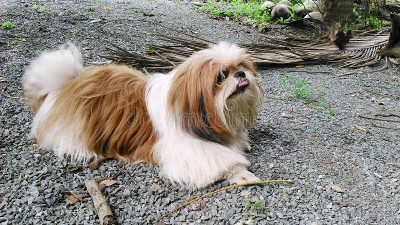 Shizu dog stock image. Image of small, shizu, animal - 44581279