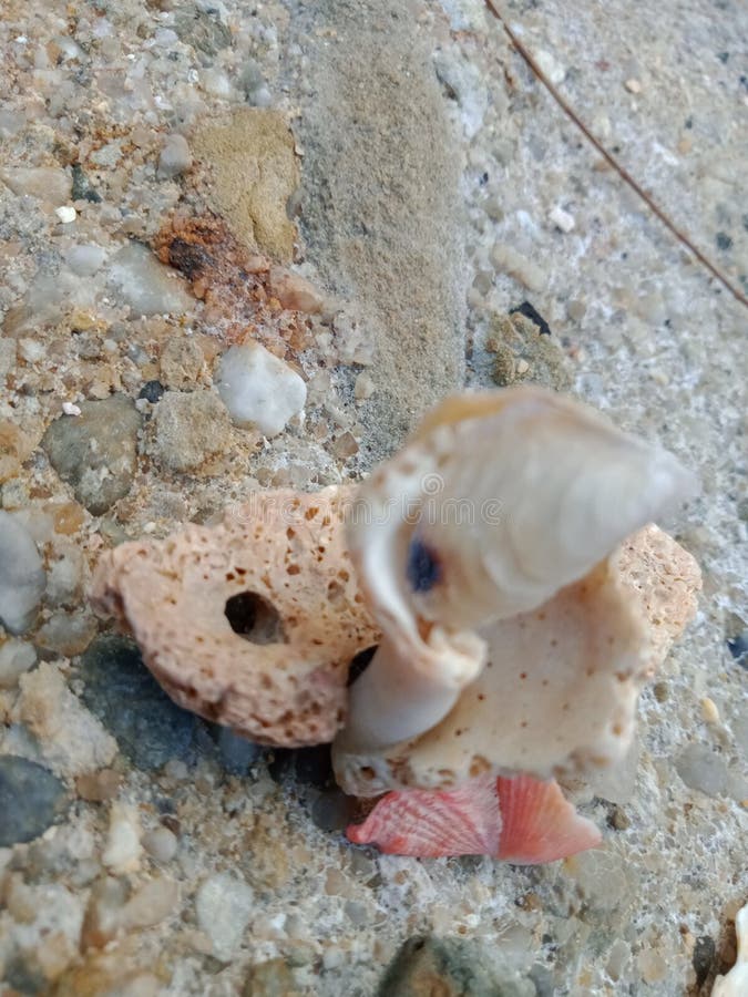 Sho Pretty Shells stock image. Image of organism, animal - 216190067