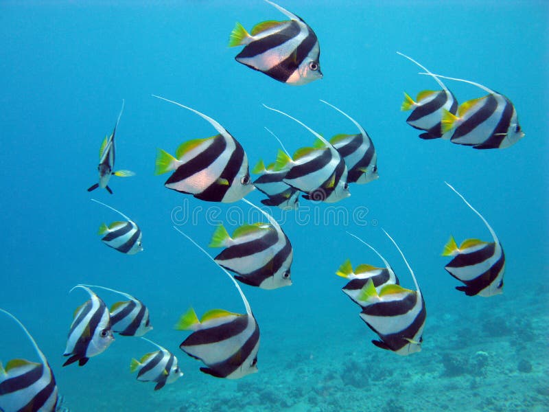 Powder blue tang stock photo. Image of behavior, maldivian - 27410228