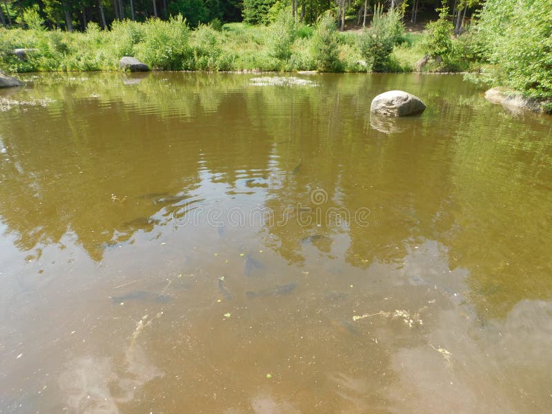 Fish Underwater of a Pond in Forest Carp and Grass Carp Stock Photo ...
