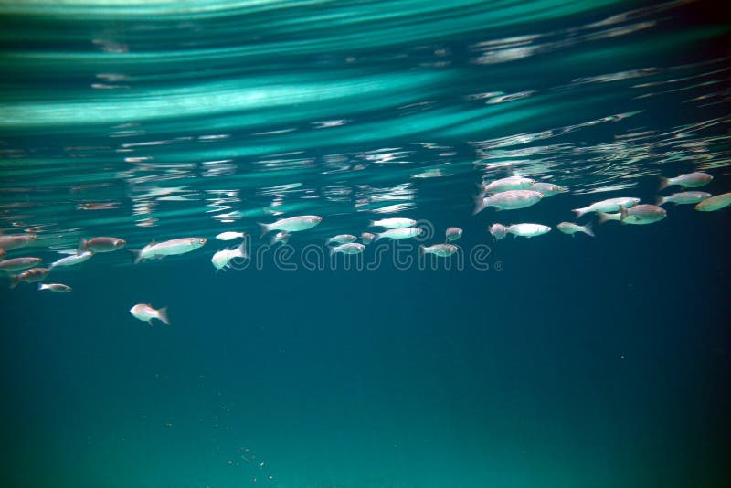 Shoal of fish stock image. Image of sealife, flora, scuba - 10765705