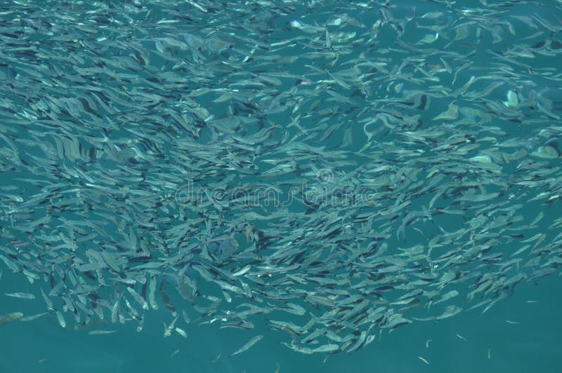 Shoal of fish stock photo. Image of water, frontier, silver - 10990746
