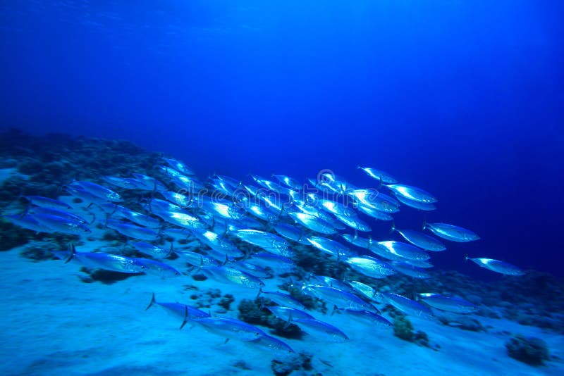 Fish shoal stock photo. Image of marine, shoal, stingray - 16692718