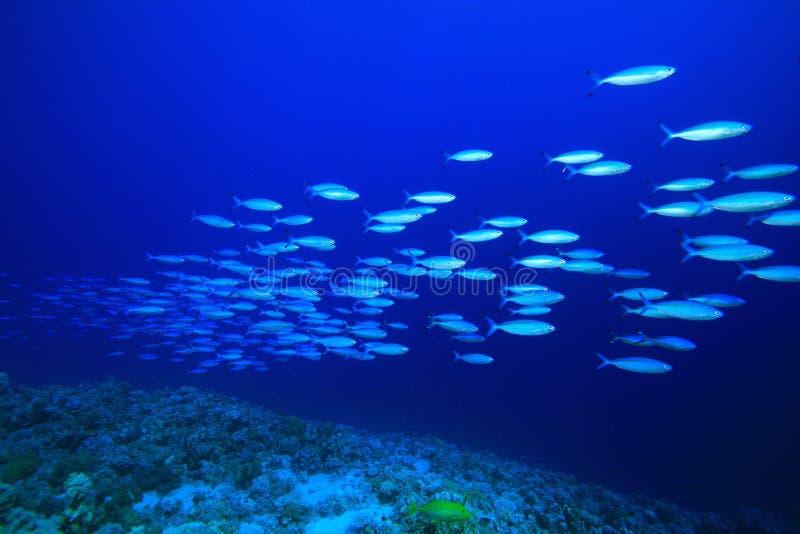 Bluefin Tuna Fish School Underwater Stock Image - Image of fish, fresh ...