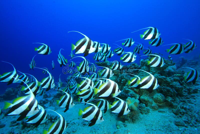 Shoal of Fish stock image. Image of pilchard, reef, aquatic - 16321689