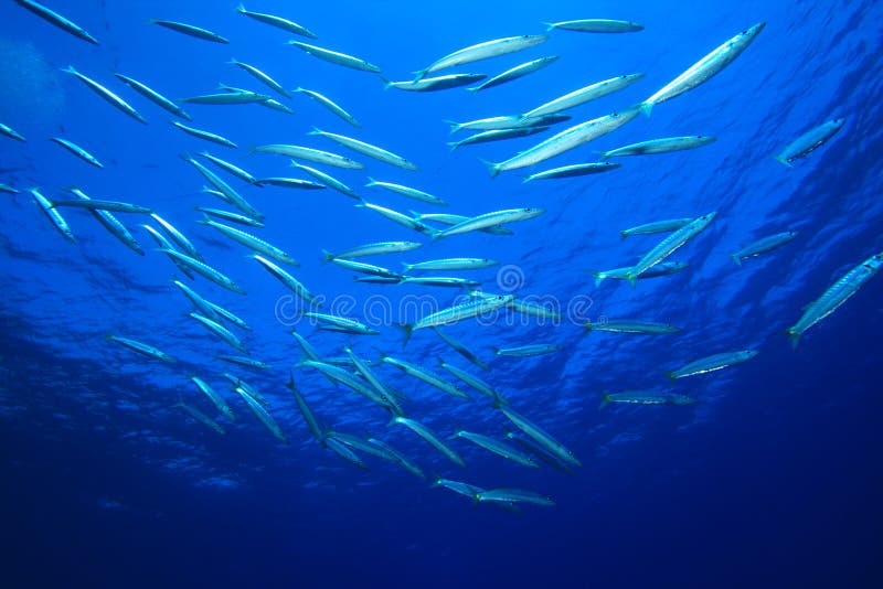 Bluefin Tuna Fish School Underwater Stock Image - Image of fish, fresh ...