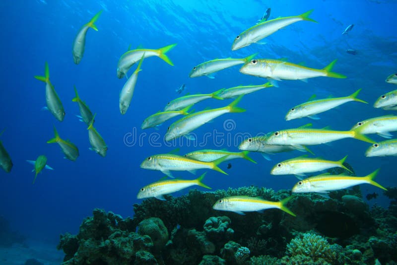 Shoal of Fish stock photo. Image of color, ocean, dahab - 16723530