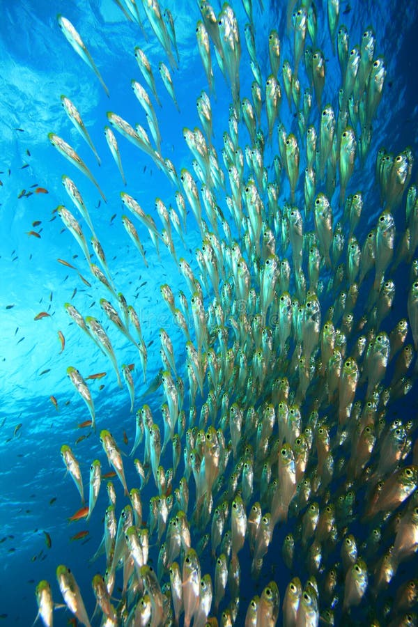 Shoal of Fish stock image. Image of pilchard, reef, aquatic - 16321689