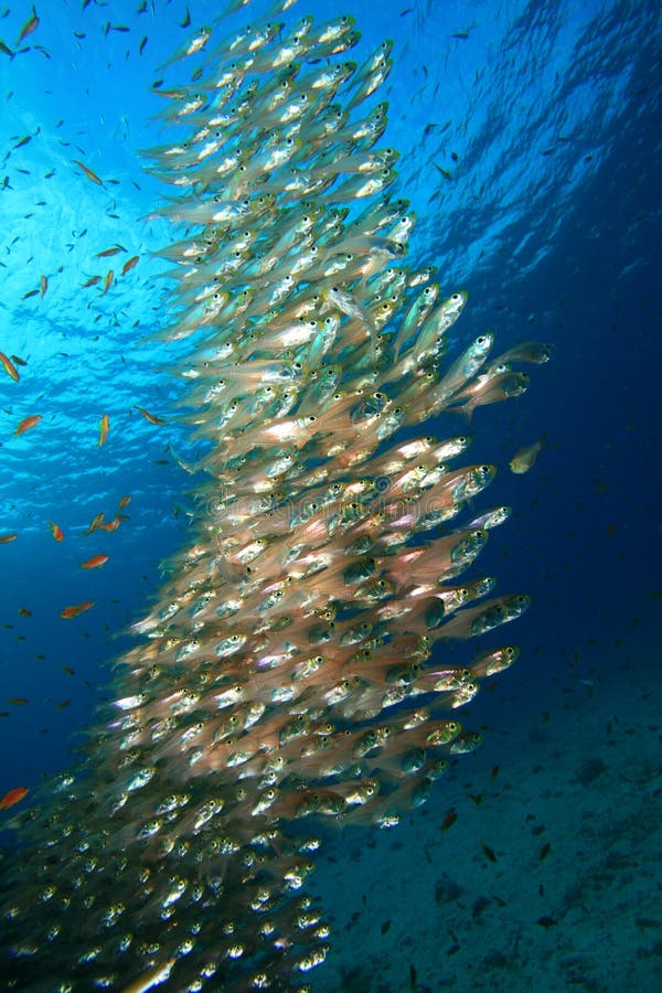 Shoal of Fish stock photo. Image of natural, nature, environment - 16945428