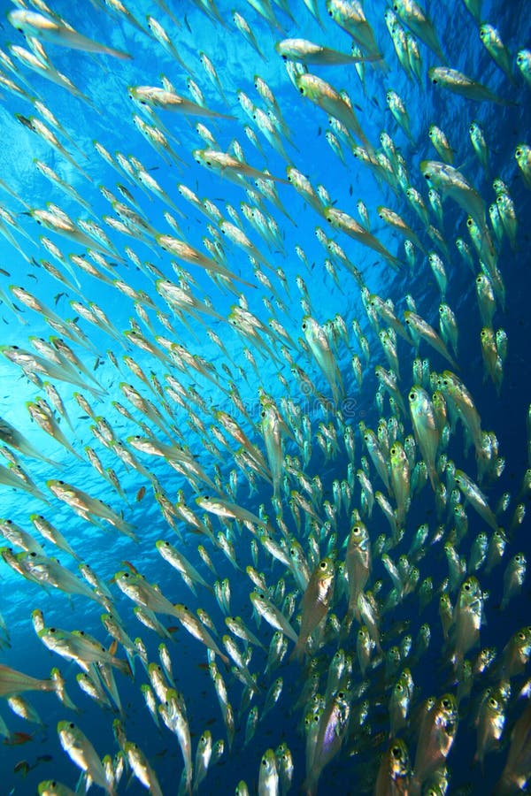 Shoal of Fish stock image. Image of pilchard, reef, aquatic - 16321689