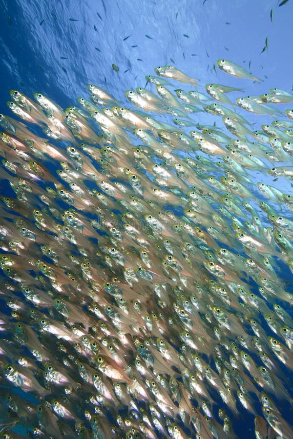 Shoal of Fish stock photo. Image of hard, colorful, tropical - 17213908