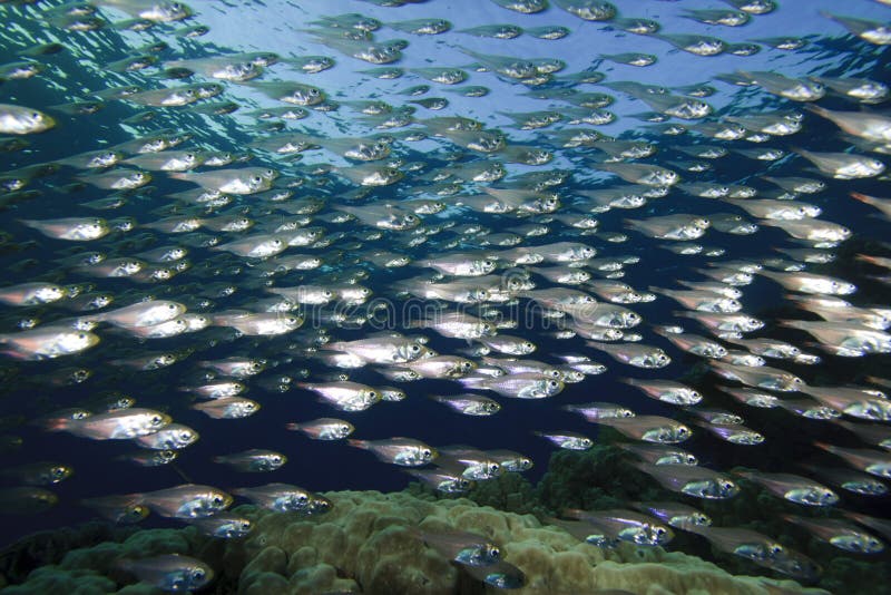 Shoal of Fish stock image. Image of pilchard, reef, aquatic - 16321689