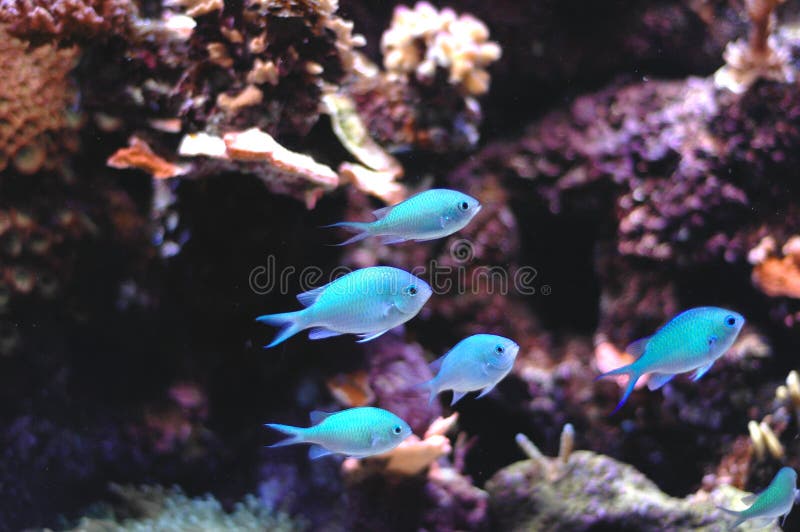 Shoal fish stock image. Image of tropical, blue, fish - 4140723