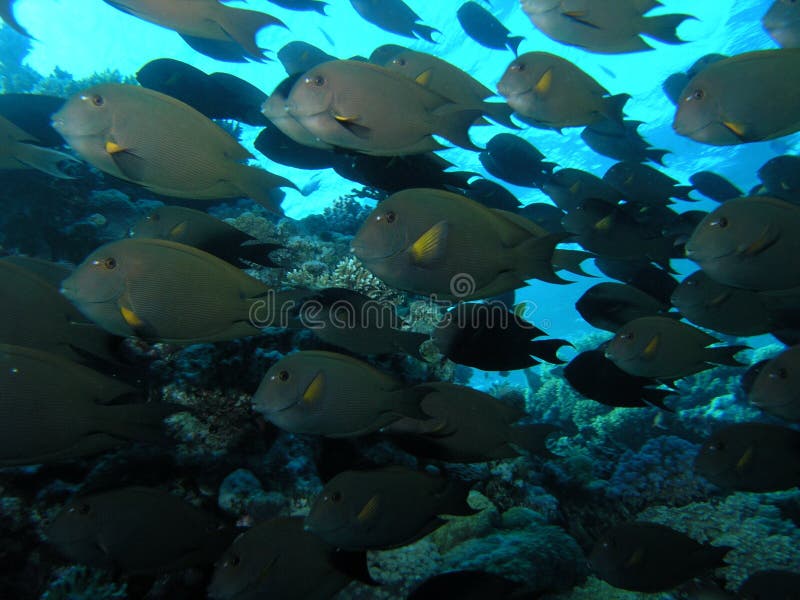 Shoal of fish stock photo. Image of blue, diving, coral - 6439680