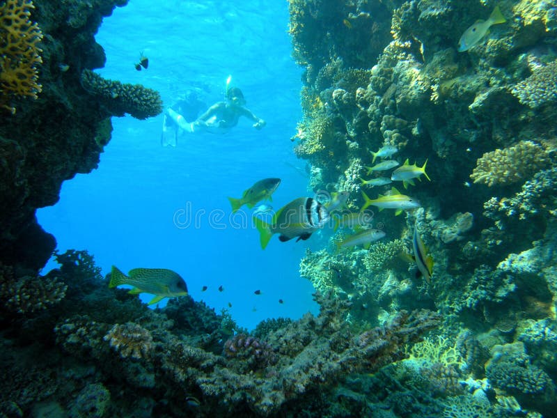Shoal of fish stock image. Image of nature, summer, fauna - 6973877