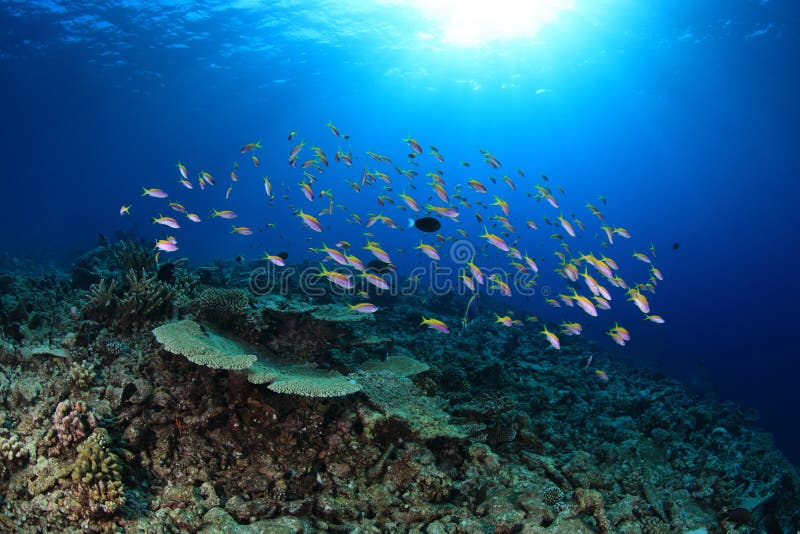 Shoal of fish stock photo. Image of marine, group, adventure - 52044020