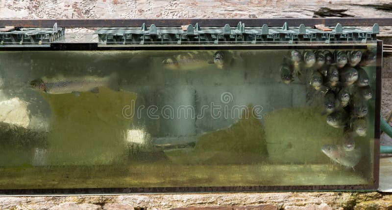 Shoal of Fish in the Corner of the Aquarium Stock Photo - Image of swim ...