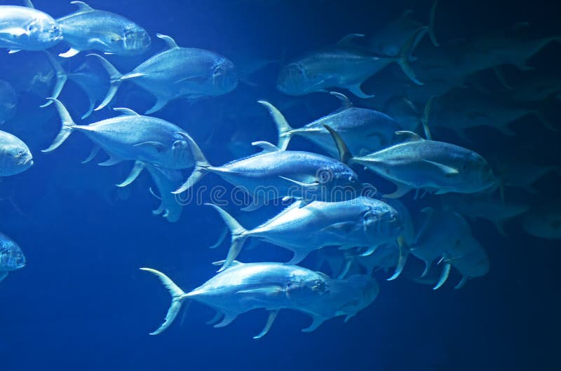 Shoal of fish stock photo. Image of fish, asia, coral - 64662106