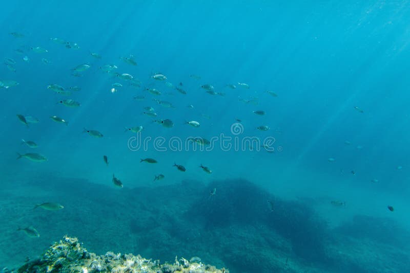 Shoal of fish stock photo. Image of wildlife, beautiful - 50963250
