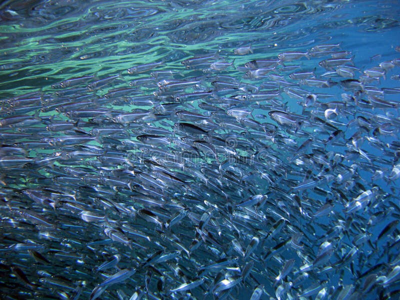 Shoal of fish in Red Sea stock photo. Image of wildlife - 55661560