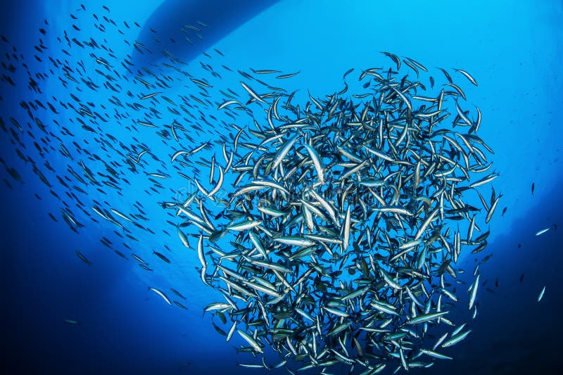 Shoal of fish stock photo. Image of fish, diving, background - 66566260