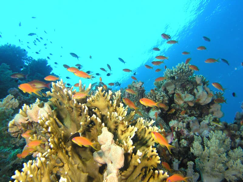 Shoal of fish on the reef stock image. Image of animal - 7172895