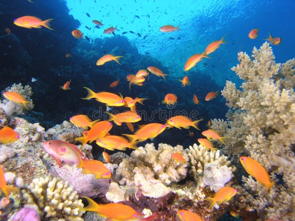 Shoal of fish on the reef stock image. Image of reflection - 7173125