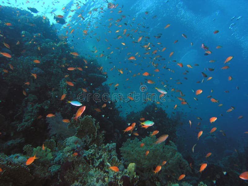 Shoal of fish on the reef stock photo. Image of blackspotted - 7173414