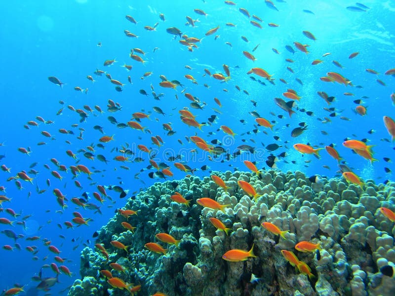 Shoal of fish on the reef stock photo. Image of underwater - 7311934