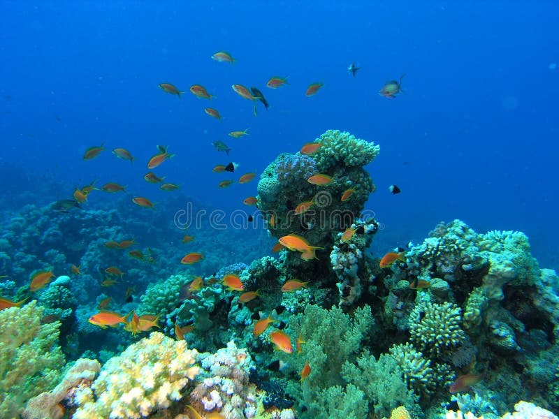 Shoal of fish on the reef stock photo. Image of reef, dive - 7312070