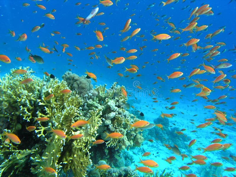 Shoal of fish on the reef stock photo. Image of dive, wild - 7312172