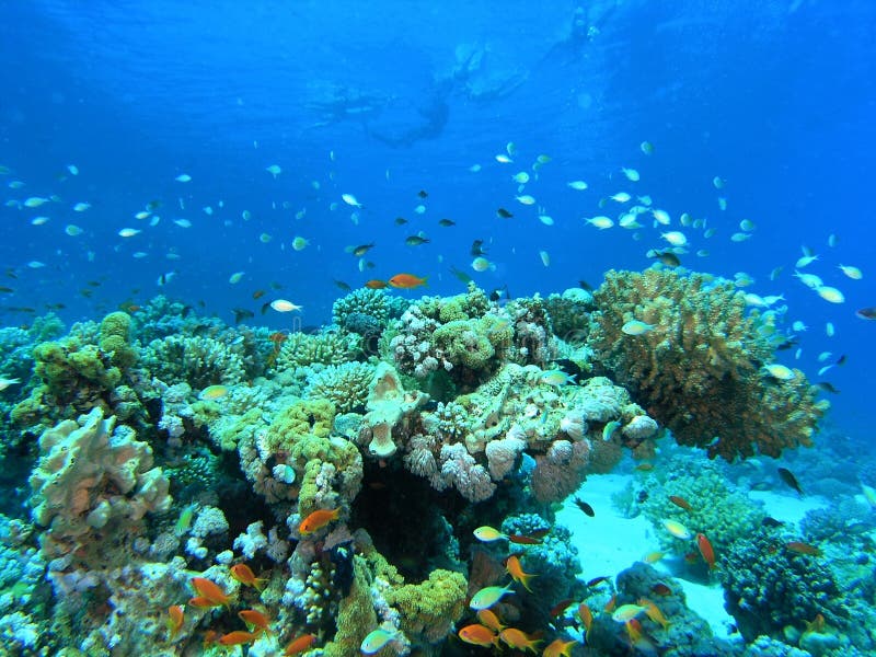 Shoal of fish on the reef stock photo. Image of transparent - 7412914