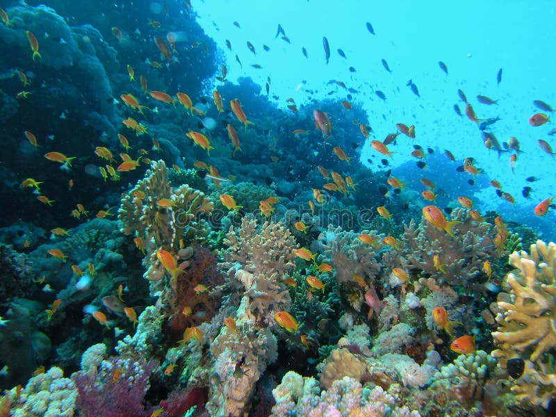 Shoal of fish on the reef stock image. Image of snorkel - 7413025