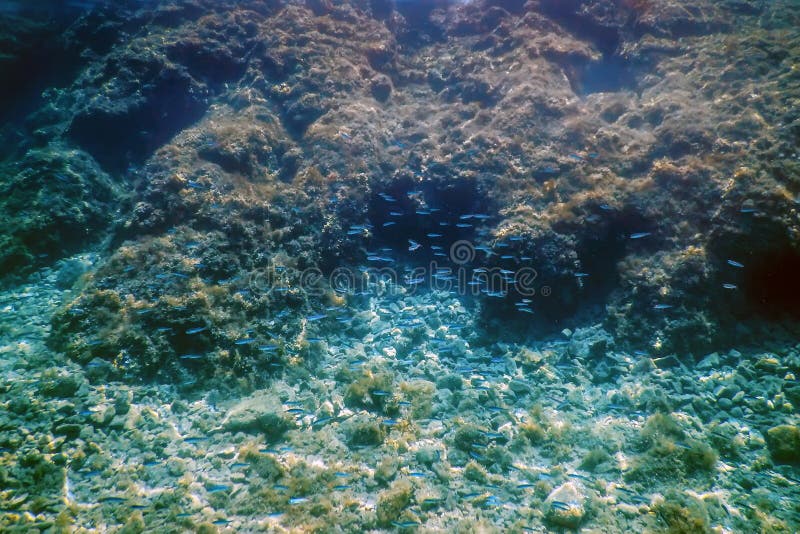 Shoal of Fish with Rock Below Water Surface Underwater Stock Photo ...
