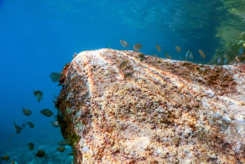 Shoal of Fish with Rock Below Water Surface Underwater Stock Image ...