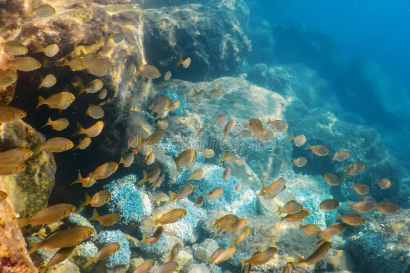 Shoal of Fish with Rock Below Water Surface Underwater Stock Photo ...