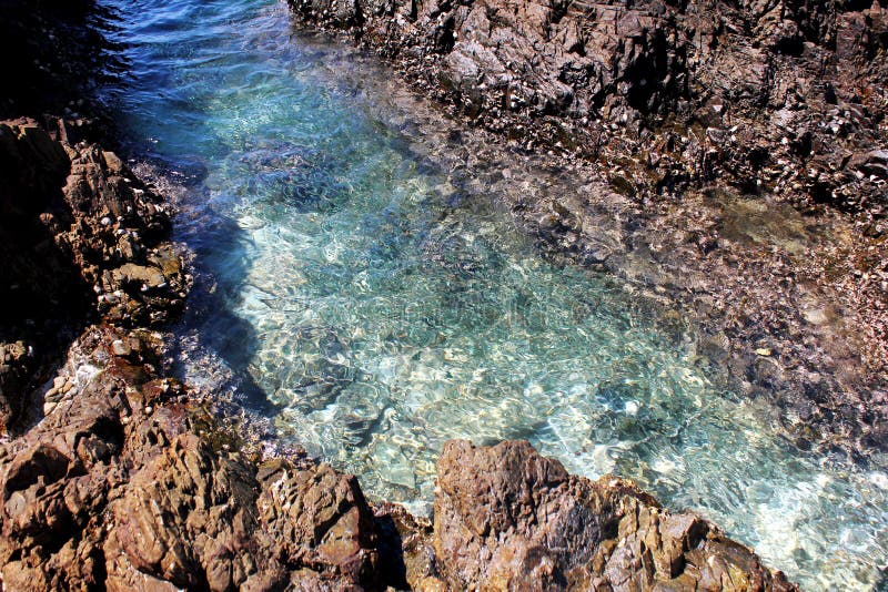 A Shoal of Fish with Rock in Clear Water Stock Photo - Image of leaf ...