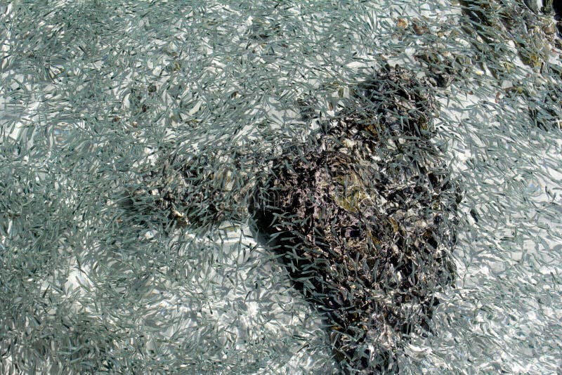 A Shoal of Fish with Rock in Clear Water Stock Image - Image of ...