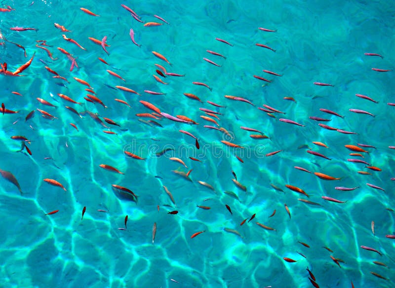 Shoal of fish in the sea stock photo. Image of animals - 39030818
